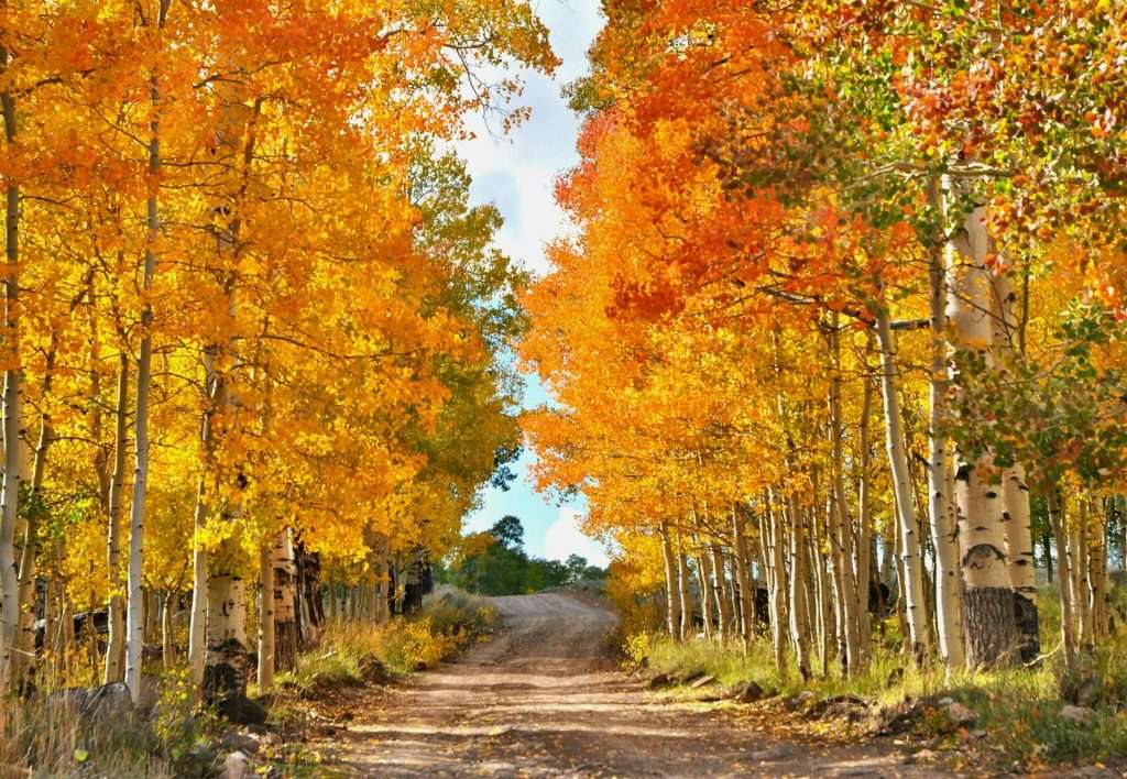 Fall in Love with our Fall Colors: A guide to enjoying Autumn on Cedar ...