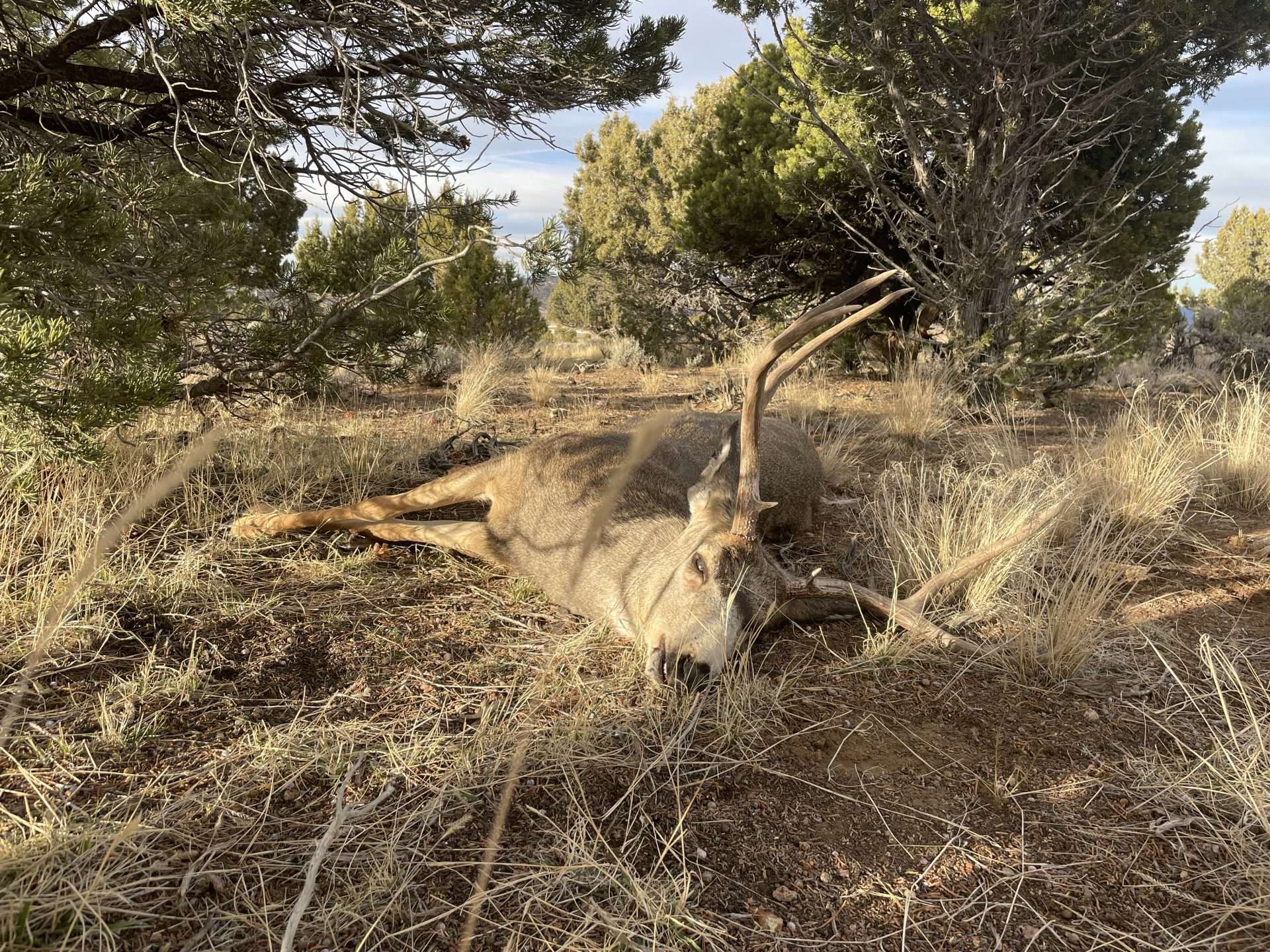 DWR conservation officers seek information after 2 buck deer illegally ...