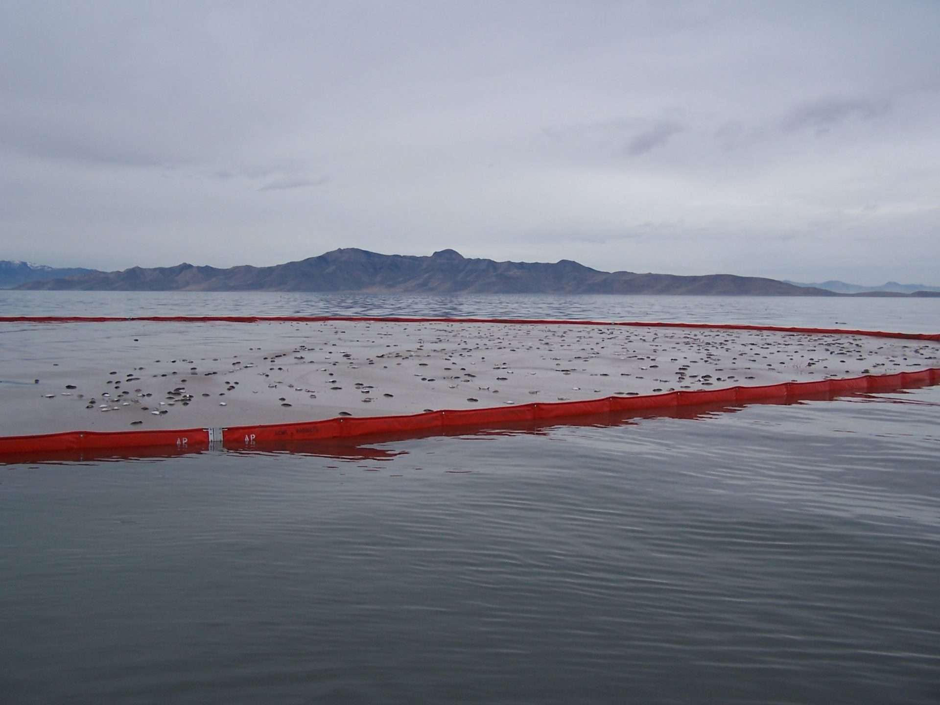 DWR confirms avian flu in wild birds in 3 new counties in Utah during ...