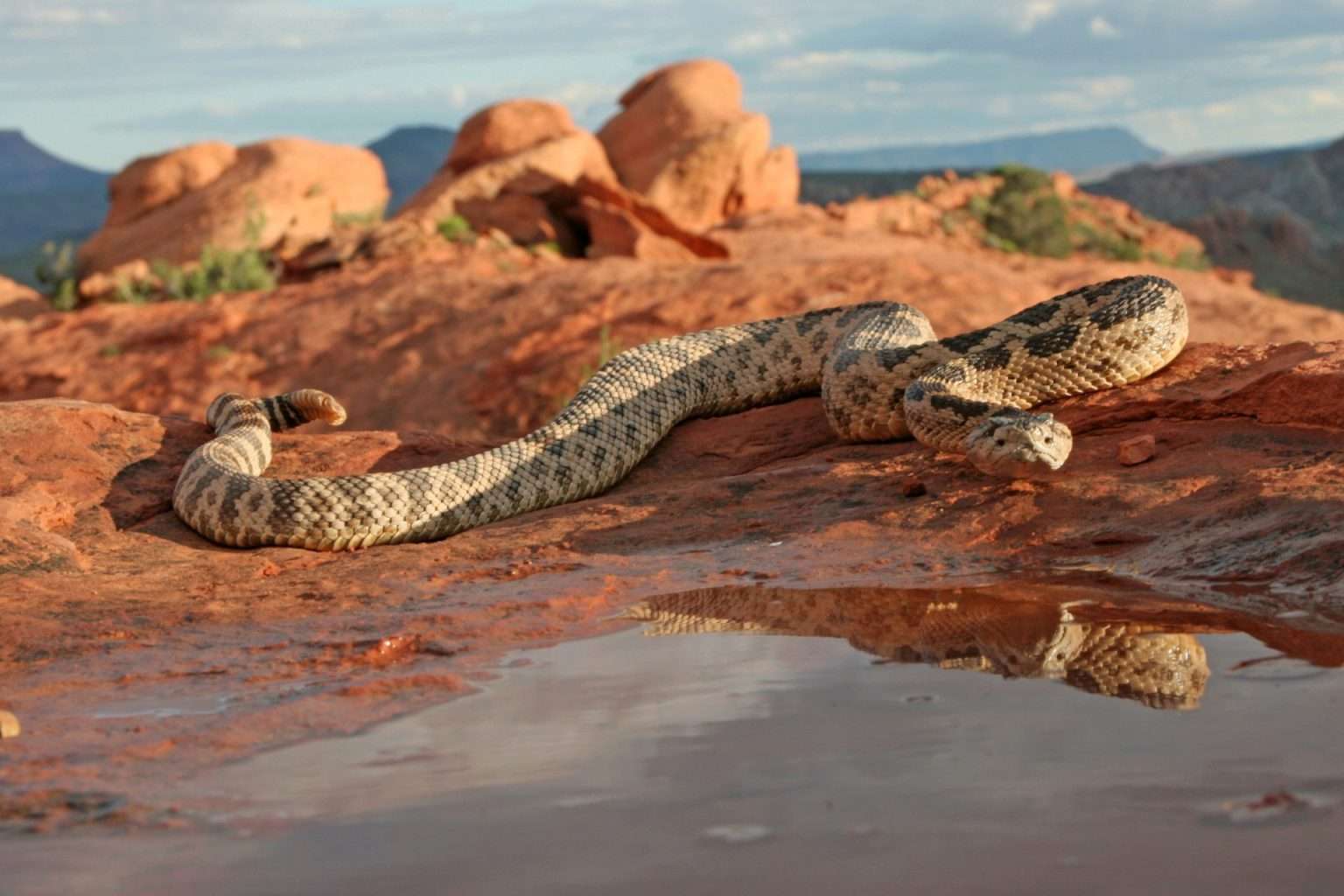 What to know about rattlesnakes in Utah and how to stay safe - Iron ...